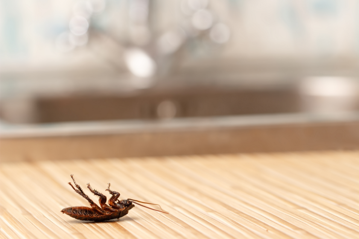 Pest Infestations May Be a Sign of a Water Leak - Aftermath Adjusters ...